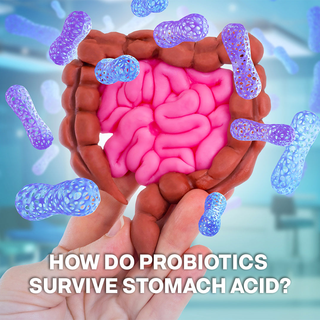 How Do Probiotics Survive Stomach Acid? – Bug Buddy